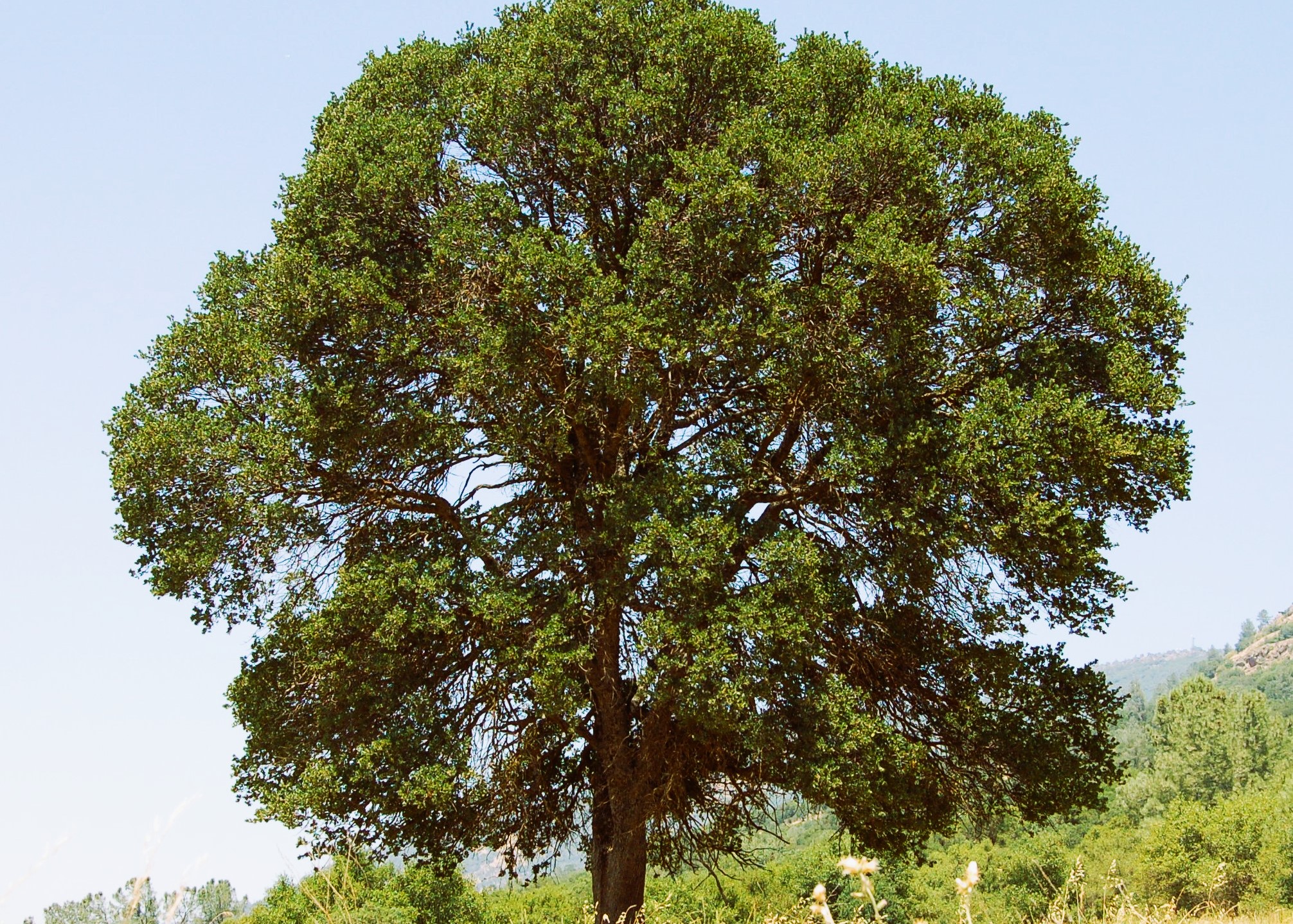 Quercus douglasii: Blue Oak Comprehensive Guide