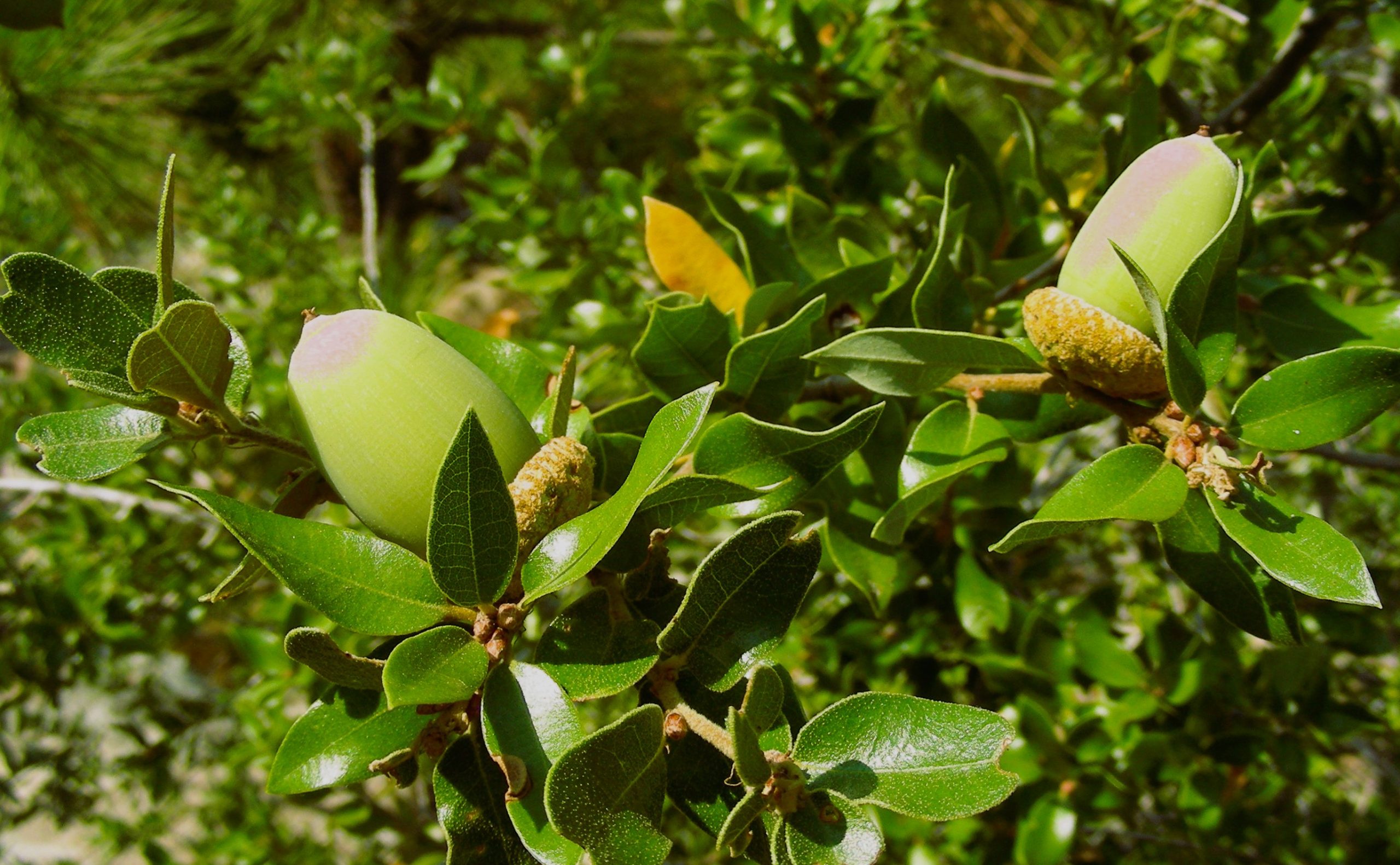 Canyon Live Oak (Quercus chrysolepis): Comprehensive Guide