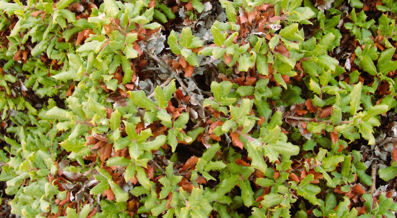 Quercus durata: A Comprehensive Guide