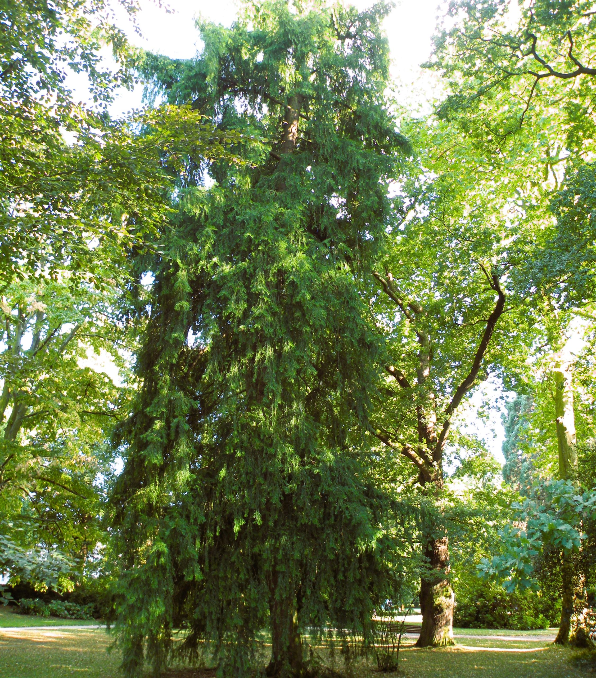 Torreya californica: The Californian Torreya