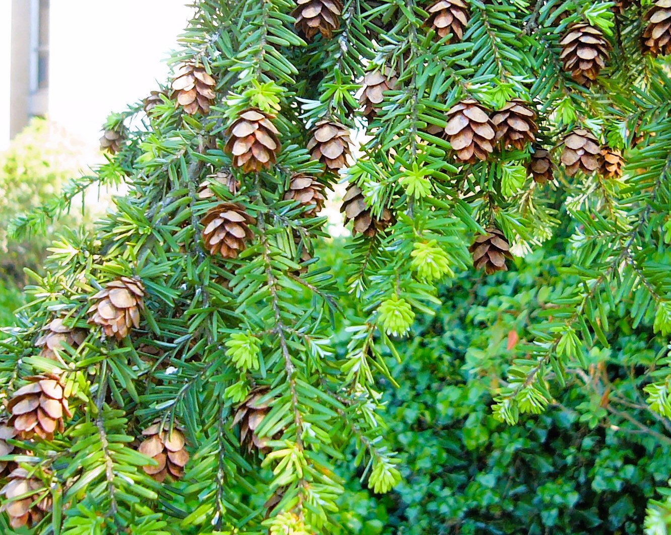 Tsuga heterophylla: The Pacific Hemlock